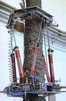 Taylor Spatial Frame (TSF)